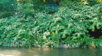 Council spreading Japanese Knotweed